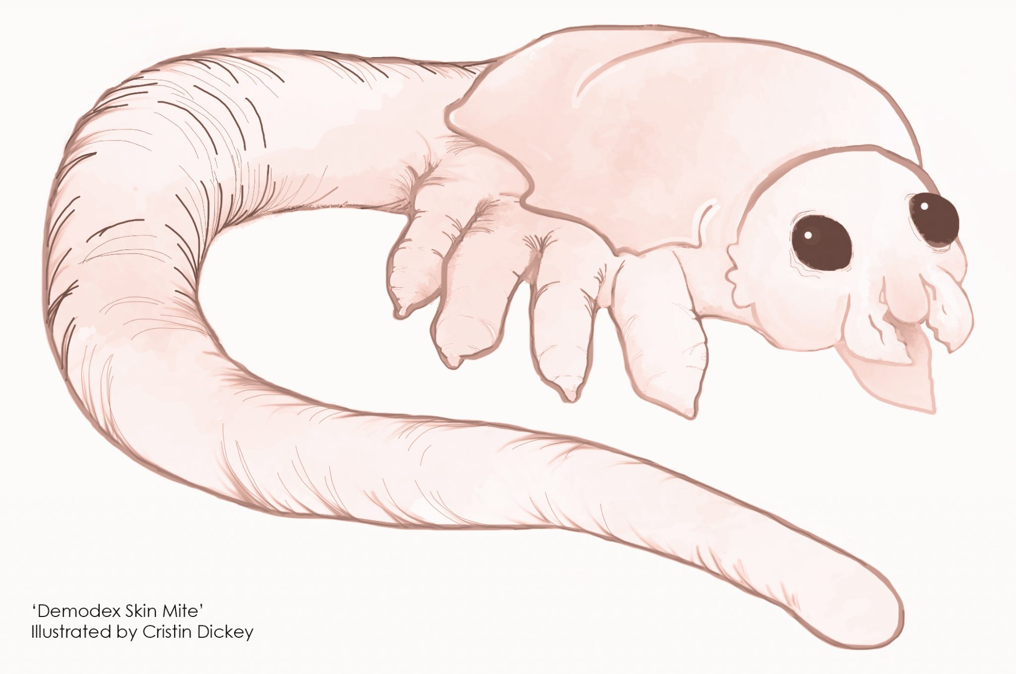 Demodex RIGHT - Empower Health Insurance